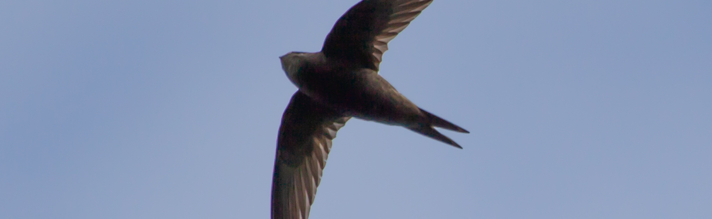 How to Set Up the Swift Development Environment