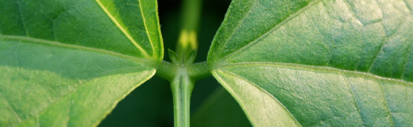 What Is the Jakarta Persistence Entity Bean?