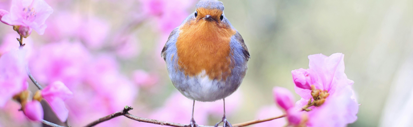 What Is the Spring Expression Language (SpEL)?